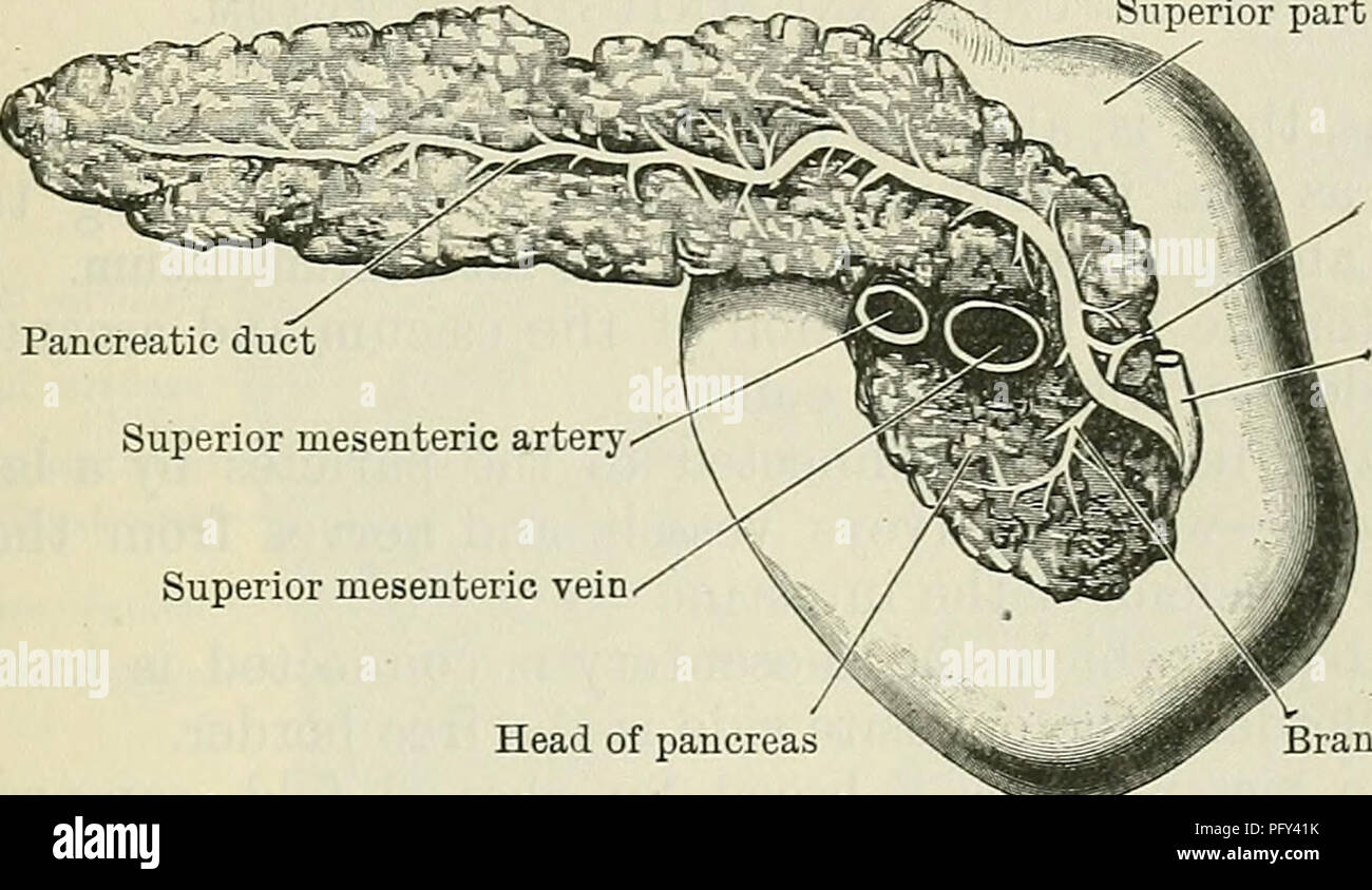 Pancreatic ducts hi-res stock photography and images - Alamy
