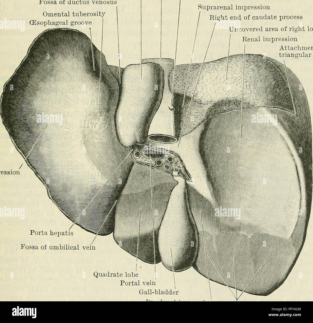 This textbook offers a detailed exploration of human anatomy, including ...