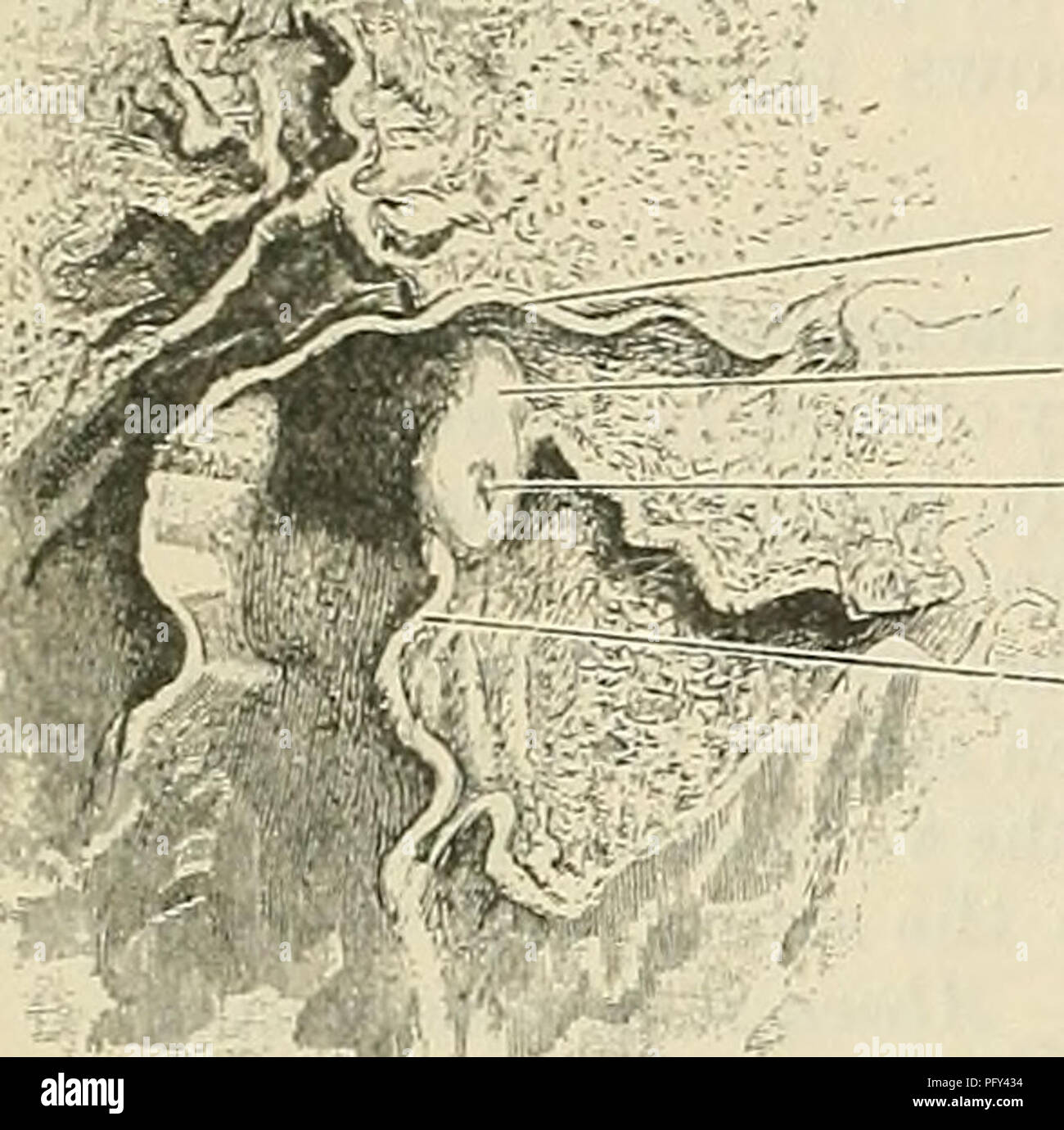 This section from *Cunningham's Text-book of Anatomy* details the ...