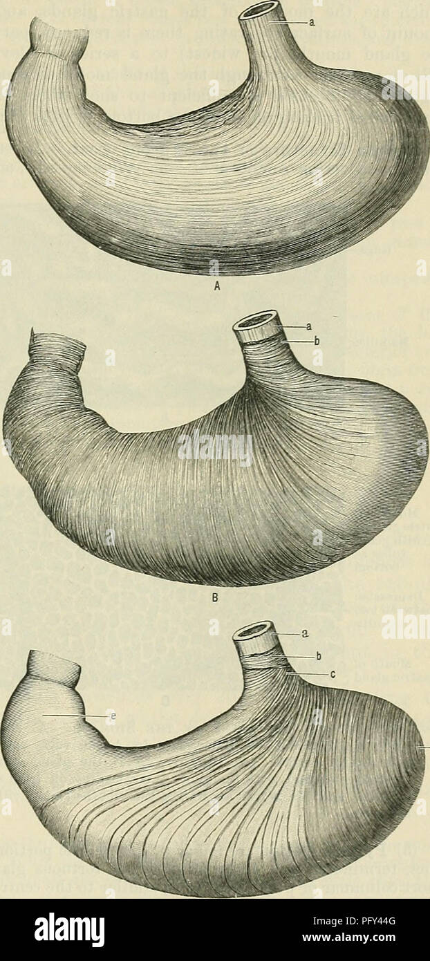 Pyloric sphincter hi-res stock photography and images - Alamy