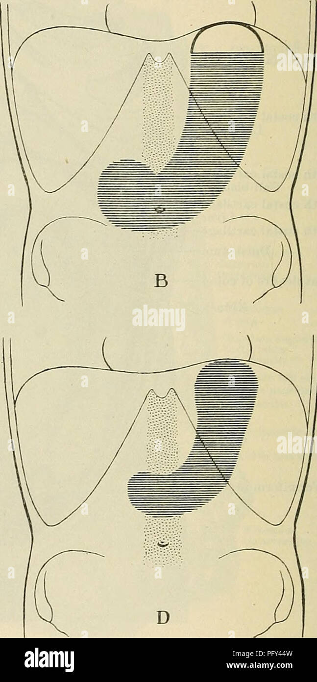 This diagram from Cunningham's Textbook of Anatomy shows various X-ray ...