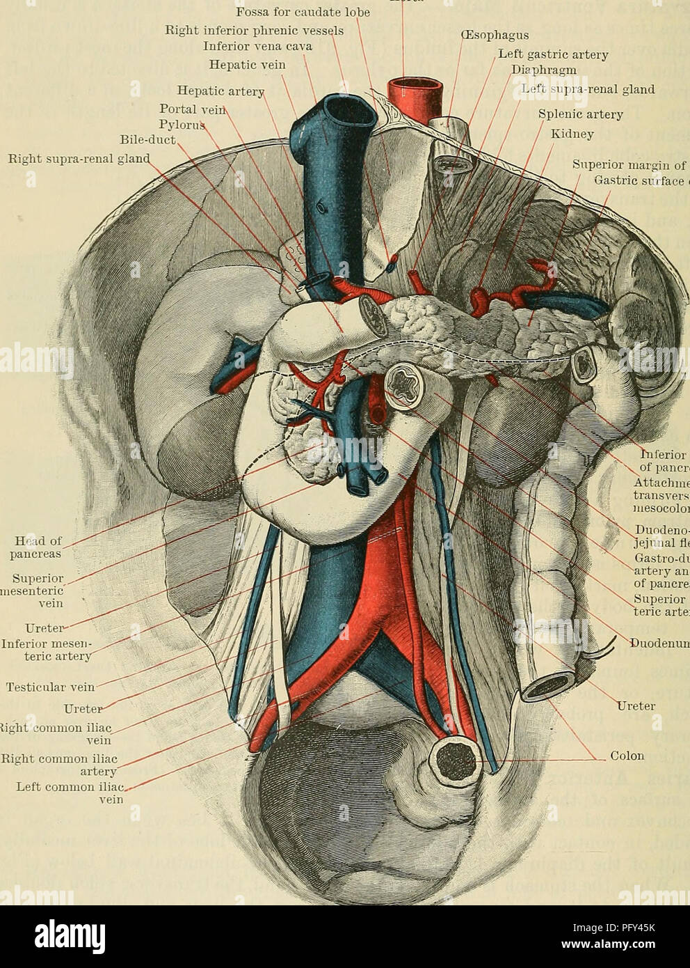 A detailed study of the human digestive system, including the anatomy ...