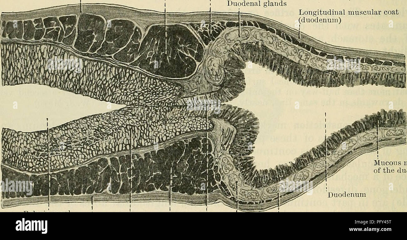 This section of Cunningham's Textbook of Anatomy describes the anatomy ...
