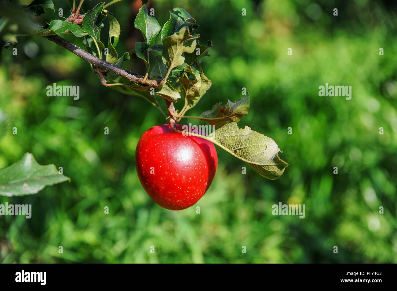 apple plants in organic cultivation Stock Photo - Alamy