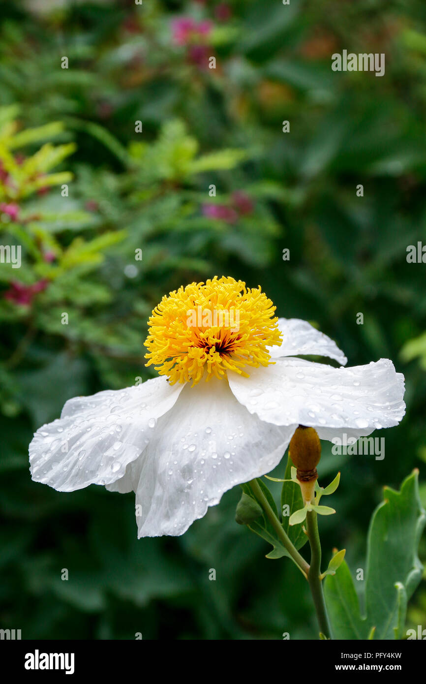 California tree poppy hi-res stock photography and images - Alamy