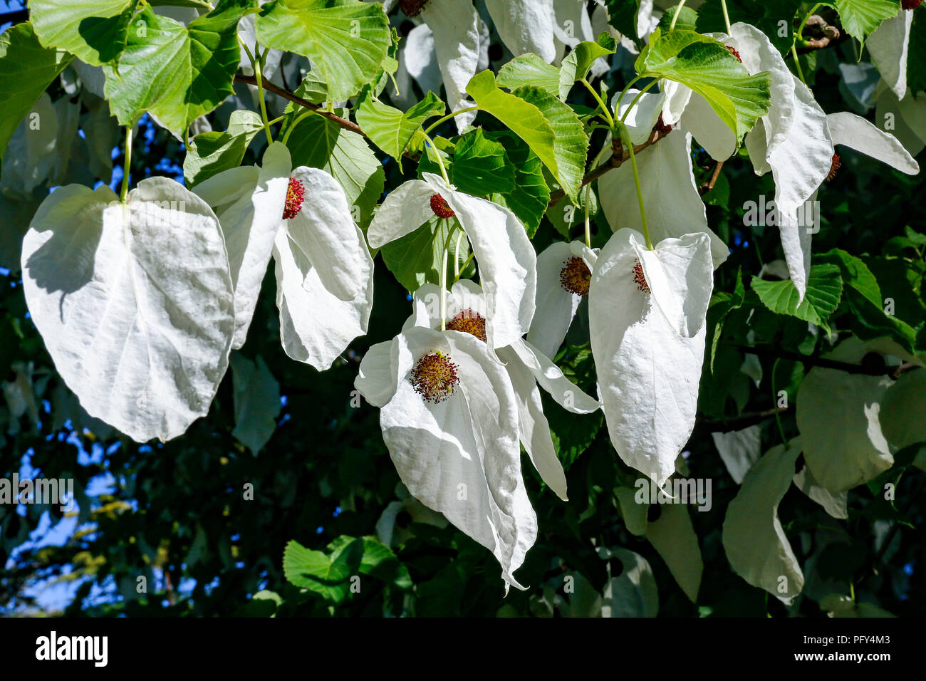 Ghost tree hi-res stock photography and images - Alamy