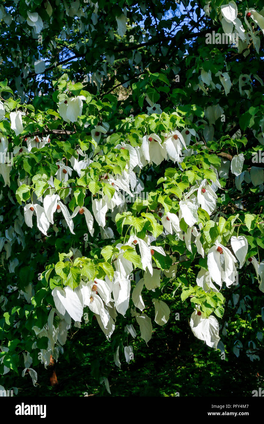 White bracts or leaves of Davidia Involucrata, commonly known as the ...