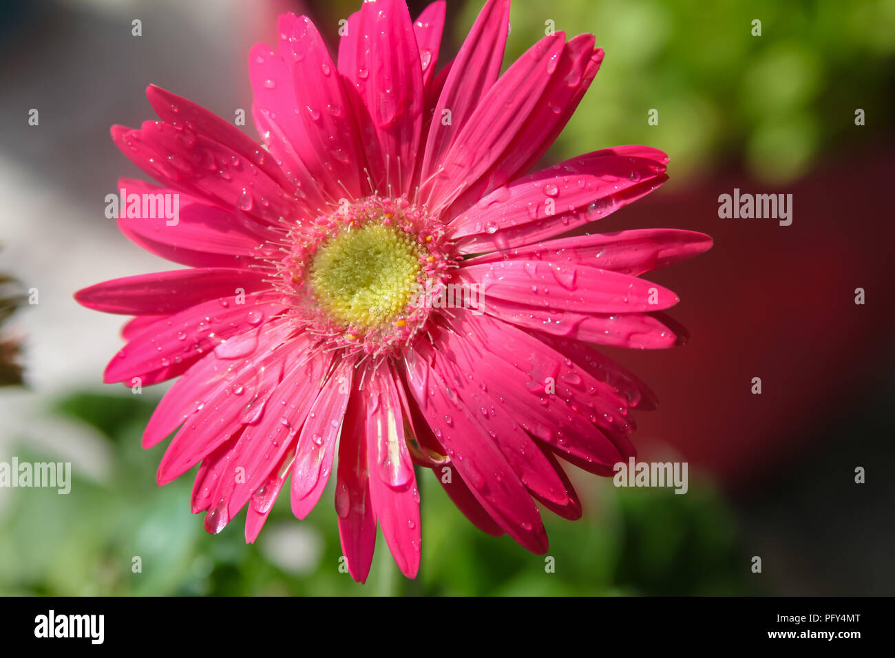 Bright pink Gerbera daisy flower with raindrops after a rain Stock ...
