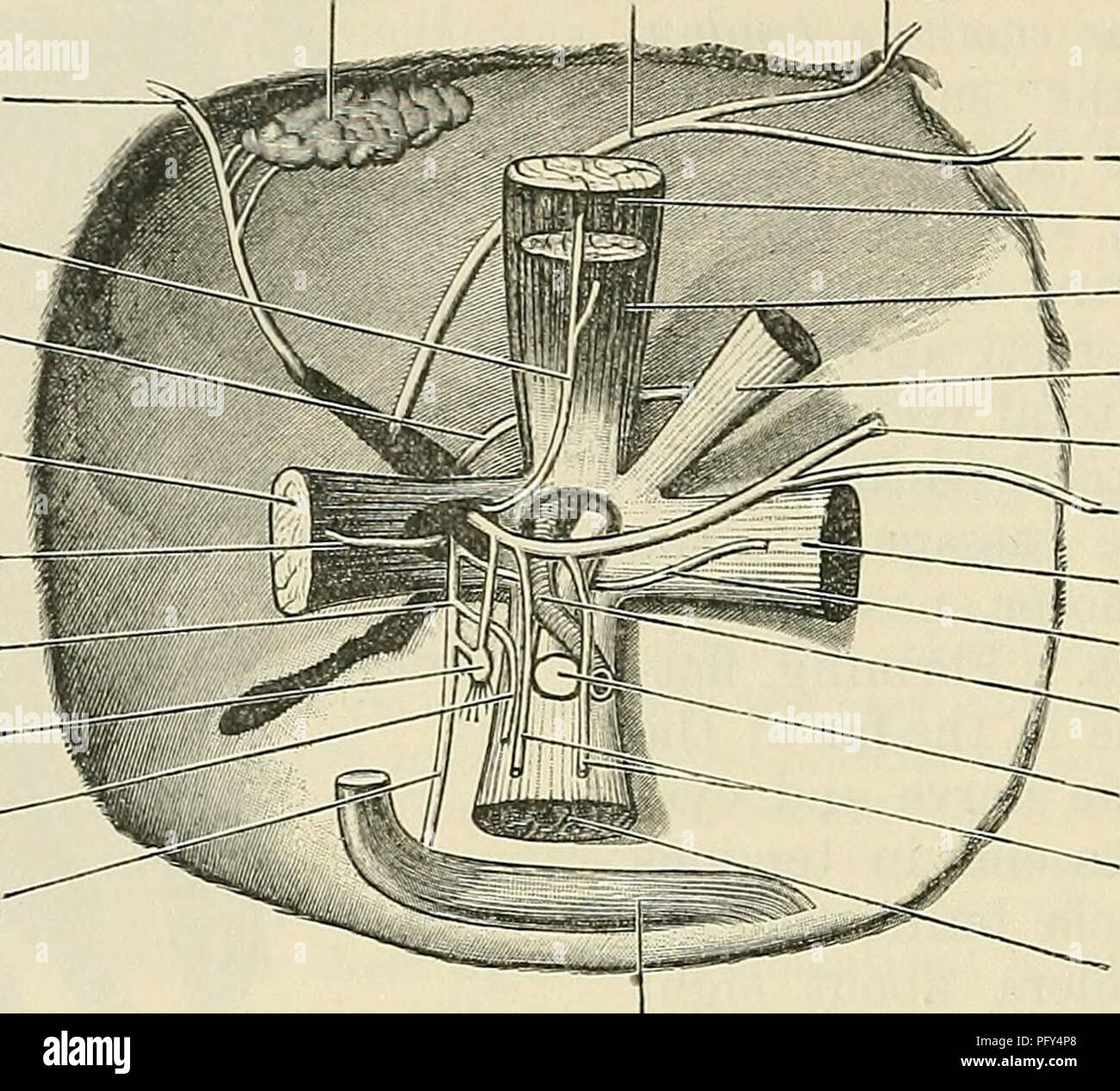 The text describes the anatomy of the orbital muscles and associated ...