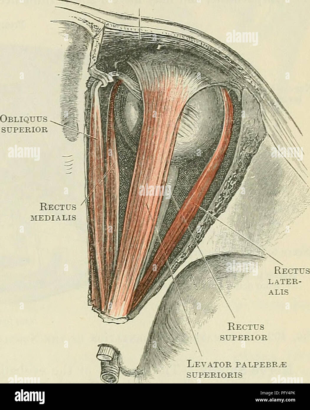 Cunningham's anatomy discusses the fascia and muscles of the orbit ...