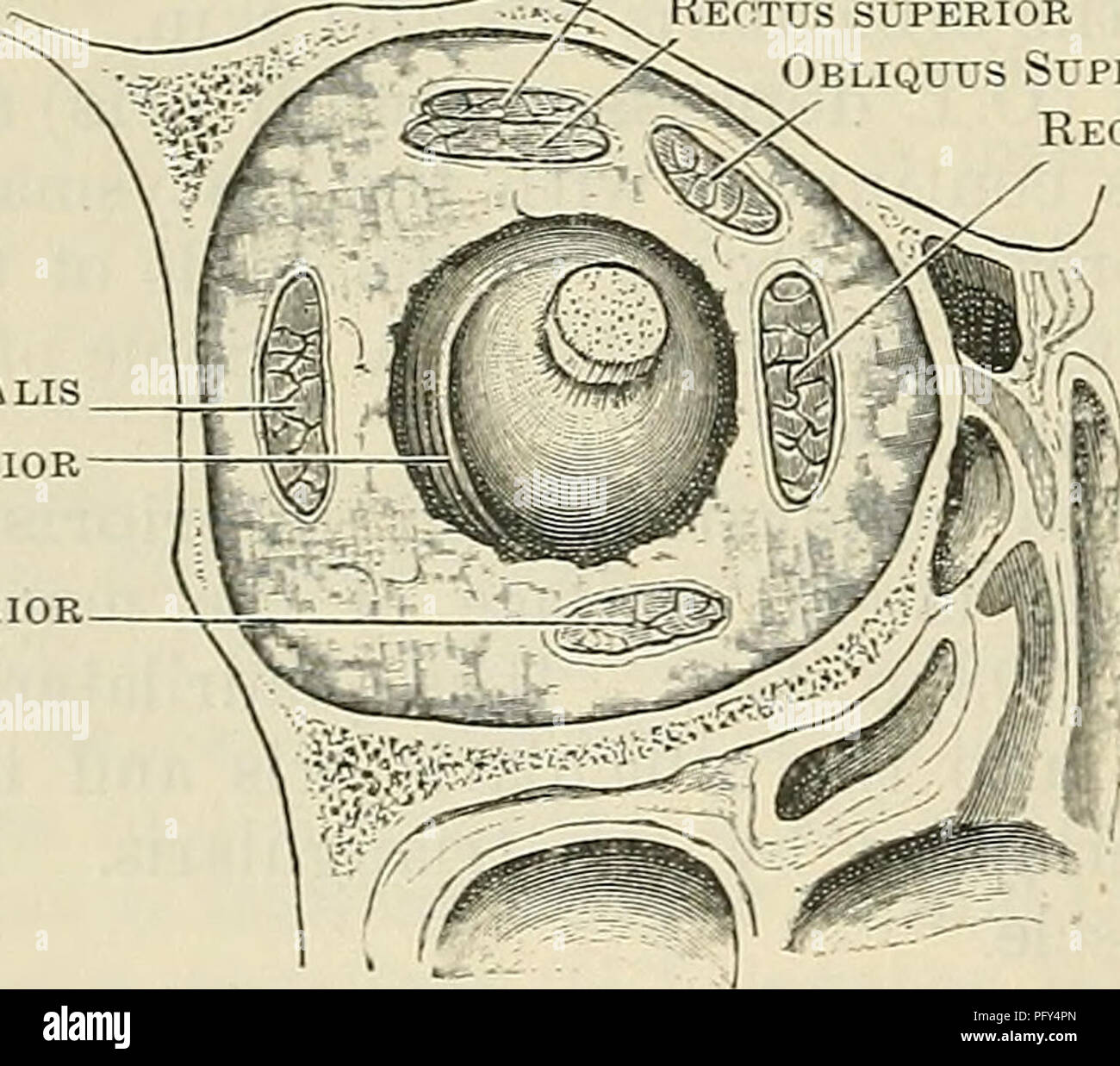 . Cunningham's Text-book of anatomy. Anatomy. 452 THE MUSCULAE SYSTEM ...