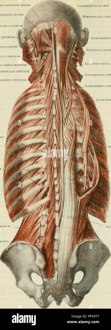This anatomical diagram showcases various muscles of the human back ...