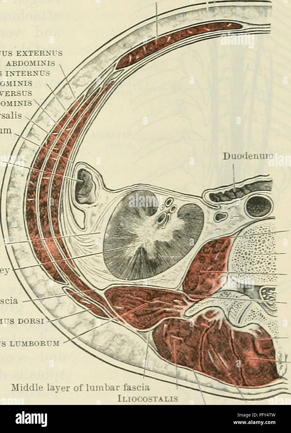 . Cunningham's Text-book of anatomy. Anatomy. AXIAL MUSCLES. 437 line ...