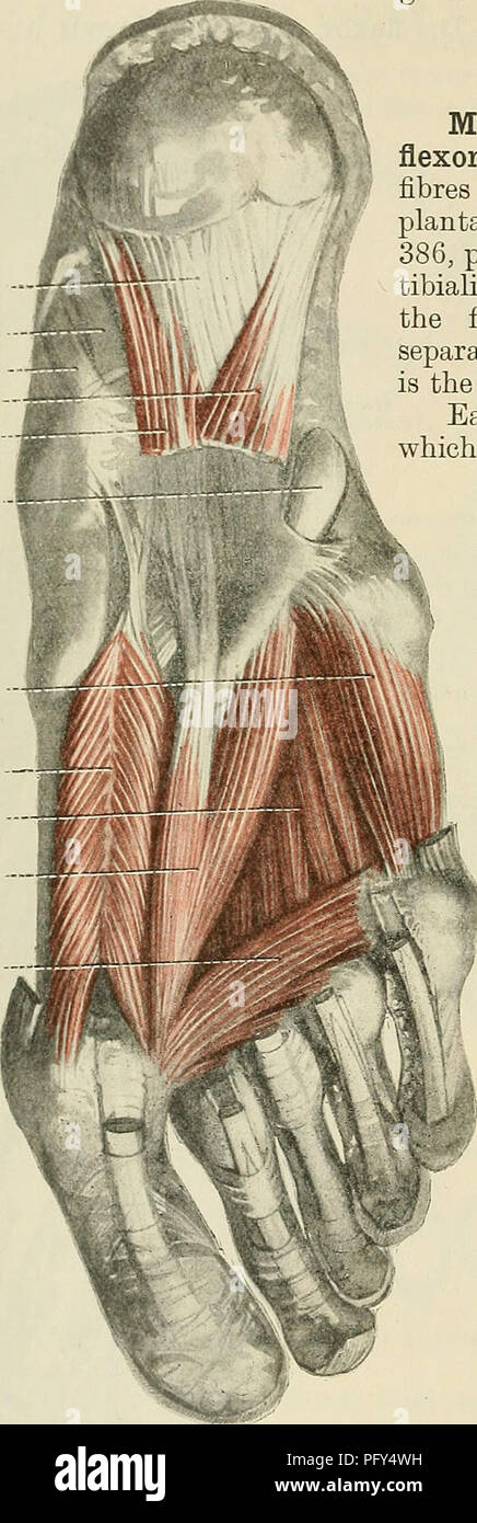Flexor hallucis longus hi-res stock photography and images - Alamy