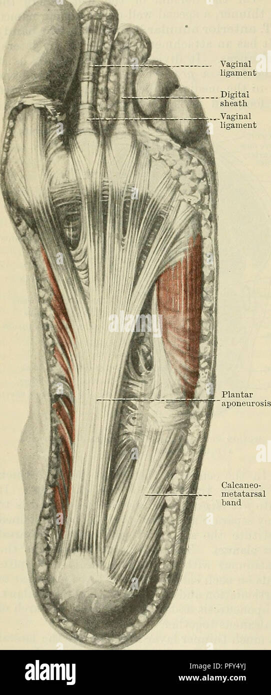 . Cunningham's Text-book of anatomy. Anatomy. 424 THE MUSCULAK SYSTEM ...