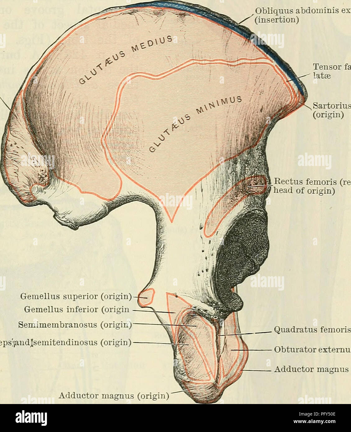 This textbook offers a detailed examination of human anatomy ...