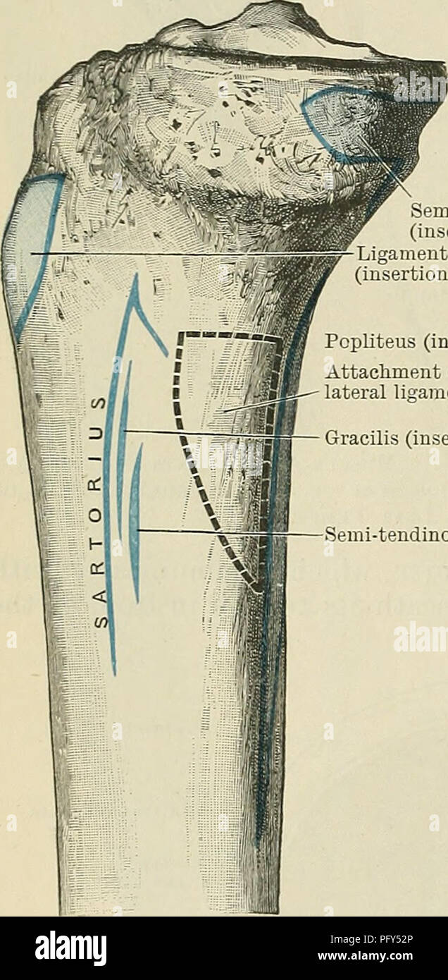 Linea aspera of femur hi-res stock photography and images - Alamy