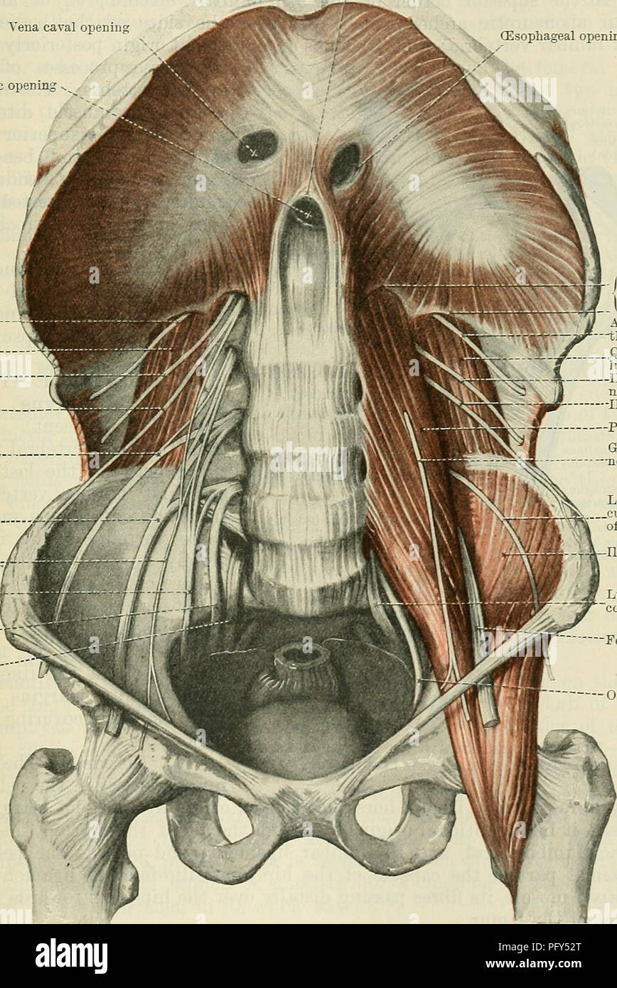 Cunningham's textbook of anatomy provides detailed descriptions of ...