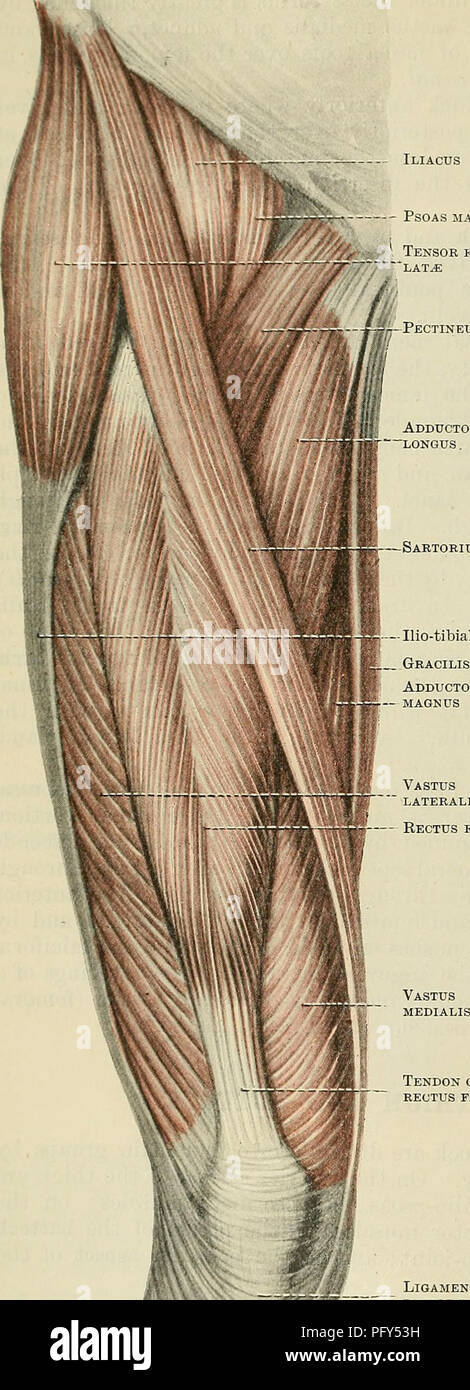 . Cunningham's Text-book of anatomy. Anatomy. 406 THE MUSCULAK SYSTEM ...
