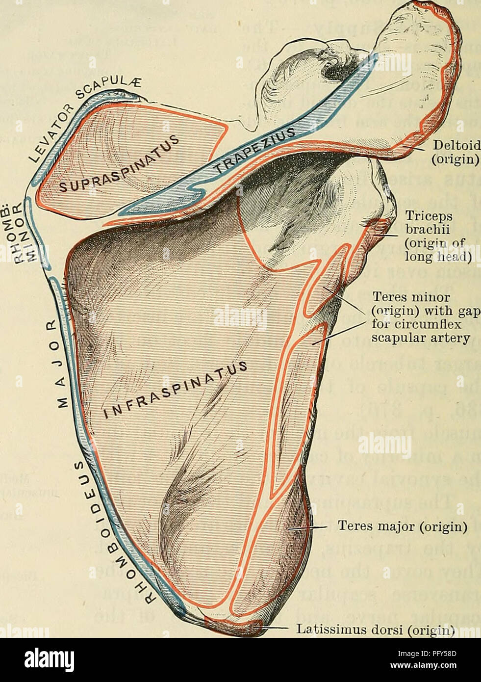Cunningham's textbook on anatomy provides detailed illustrations and ...