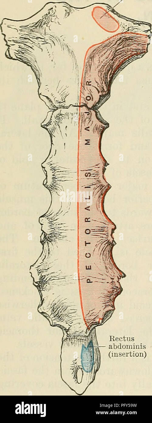 Sterno muscle hi-res stock photography and images - Alamy