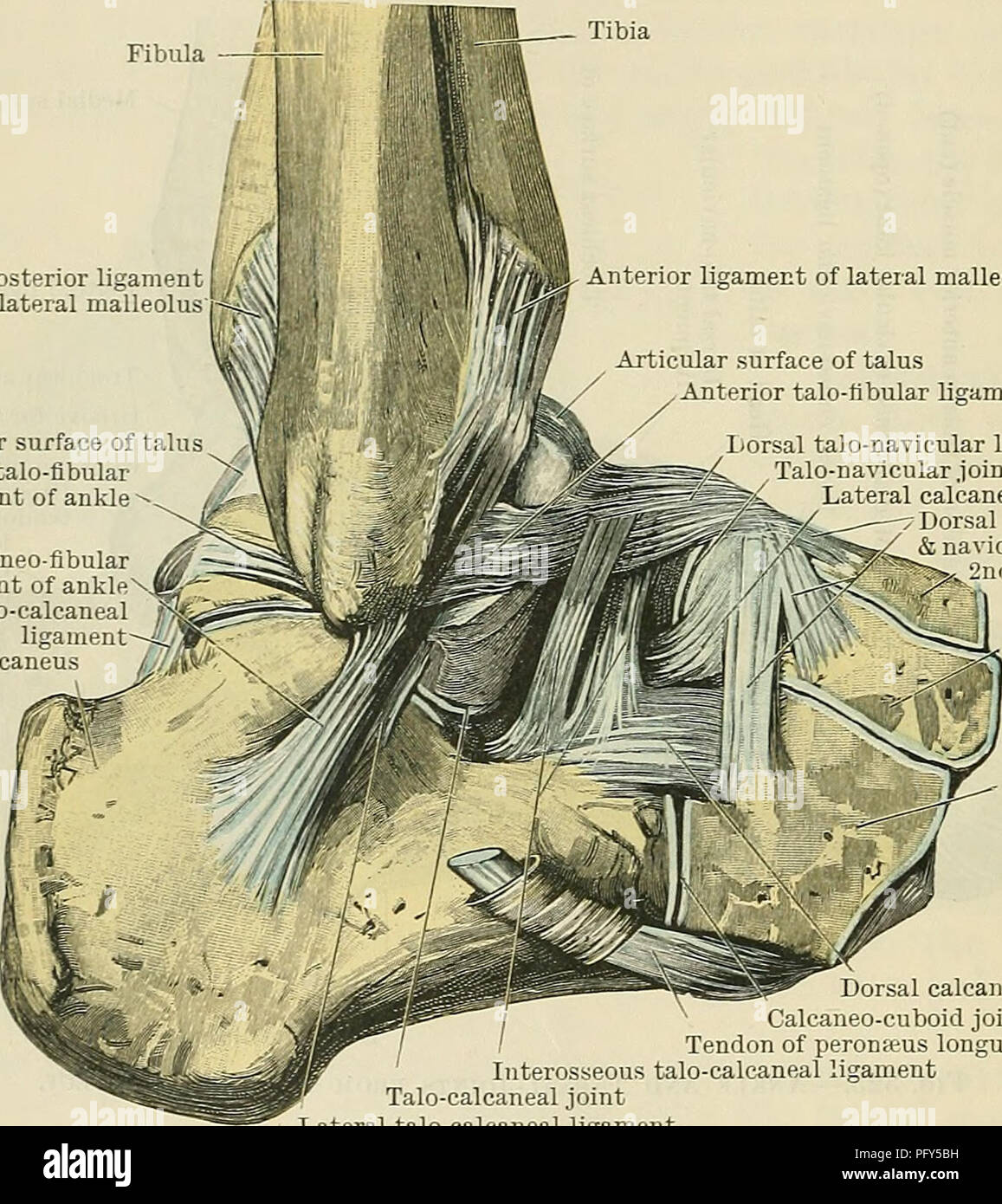 Cunningham's 'Text-book of Anatomy' provides a detailed examination of joint articulations ...