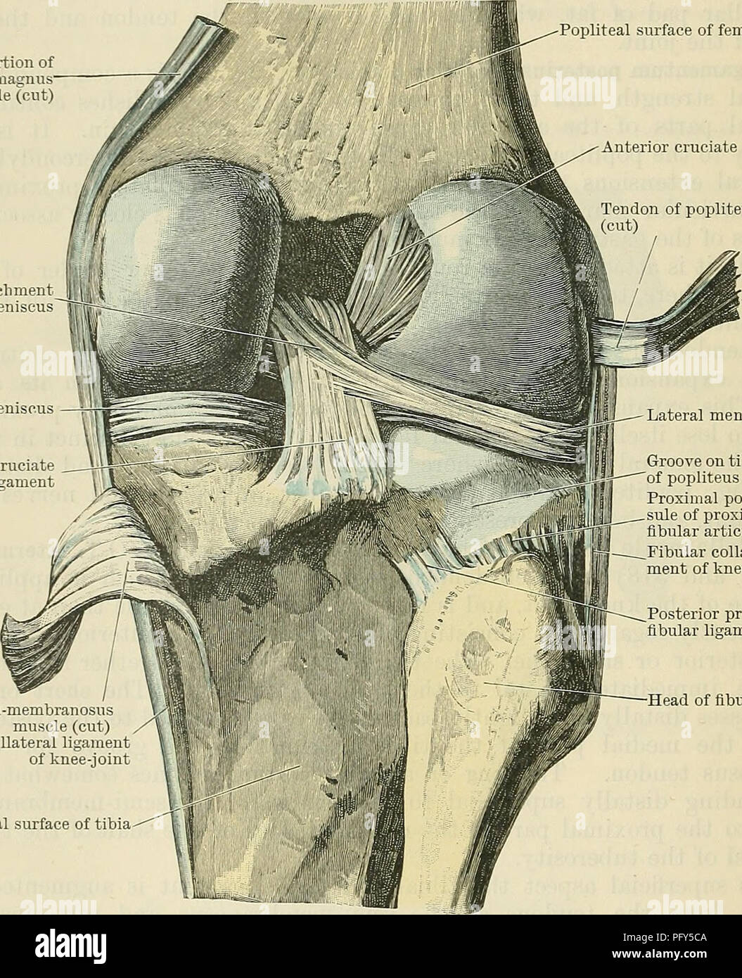 Popliteal Surface Of Femur