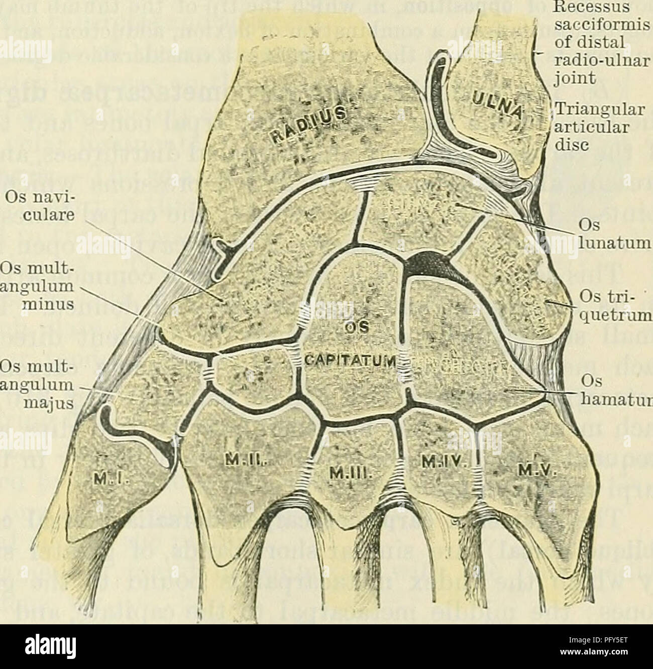 . Cunningham's Text-book of anatomy. Anatomy. CAEPAL JOINTS. 331 volar ...