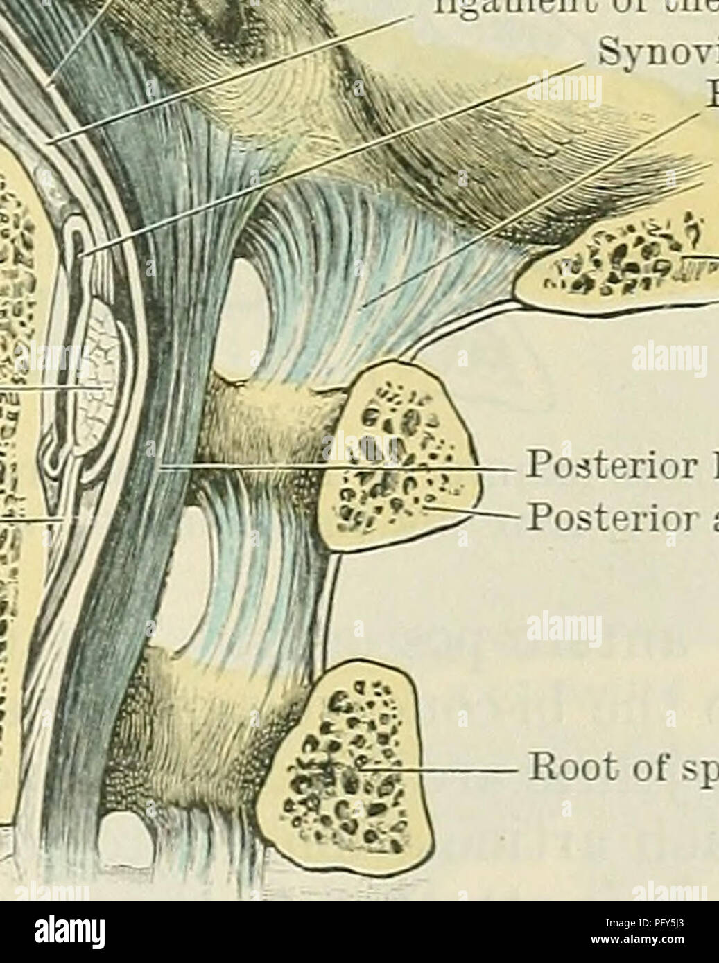 . Cunningham's Text-book of anatomy. Anatomy. AETICULATION OF ATLAS ...