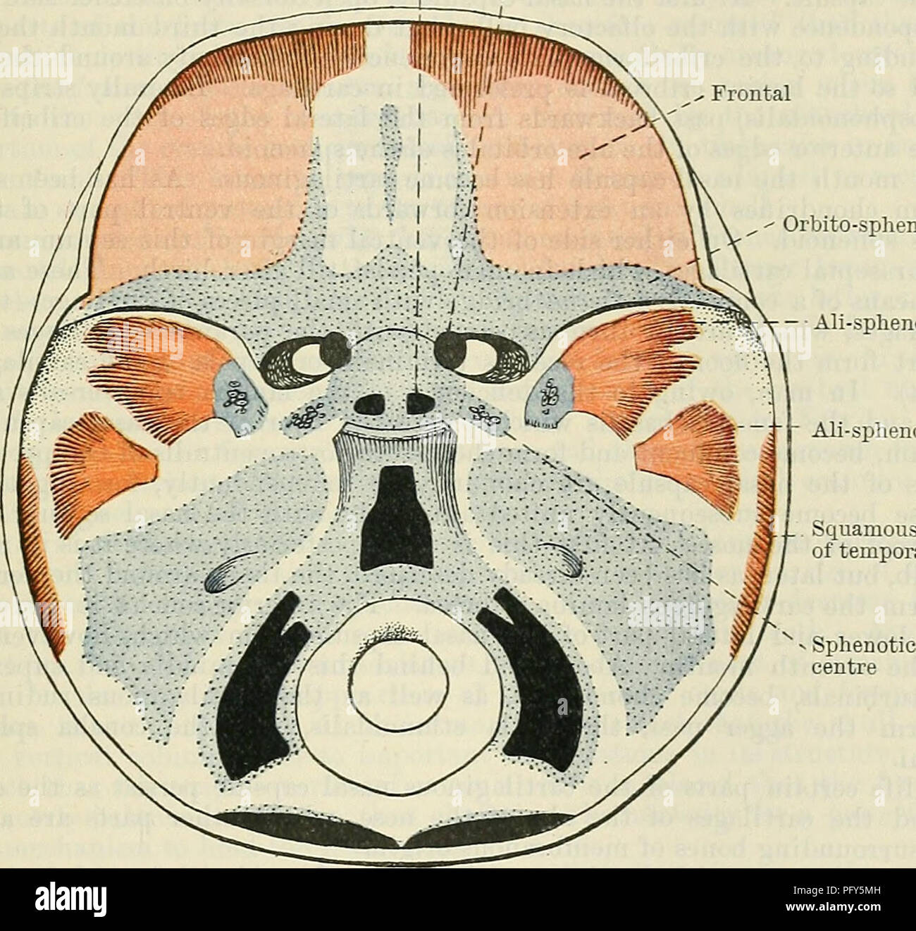 . Cunningham's Text-book of anatomy. Anatomy. MOKPHOLOGY OF THE SKULL ...