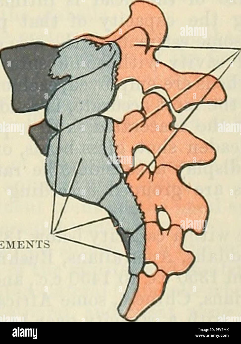 . Cunningham's Text-book of anatomy. Anatomy. Accessory PROCESS Costal ...