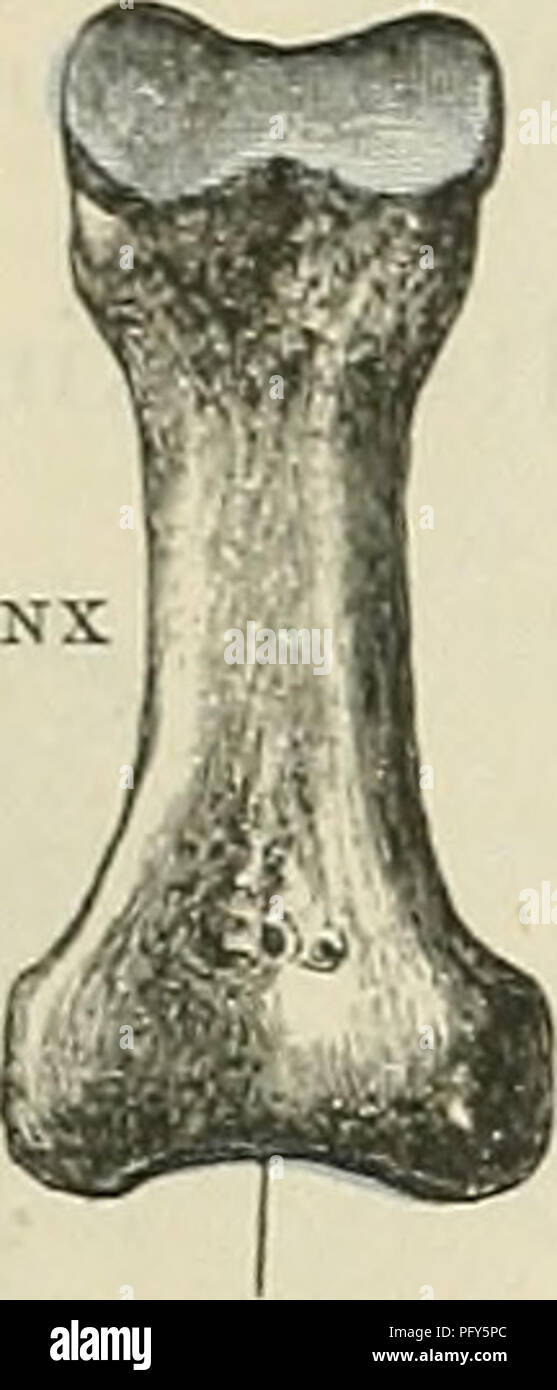 Second phalanx hi-res stock photography and images - Alamy