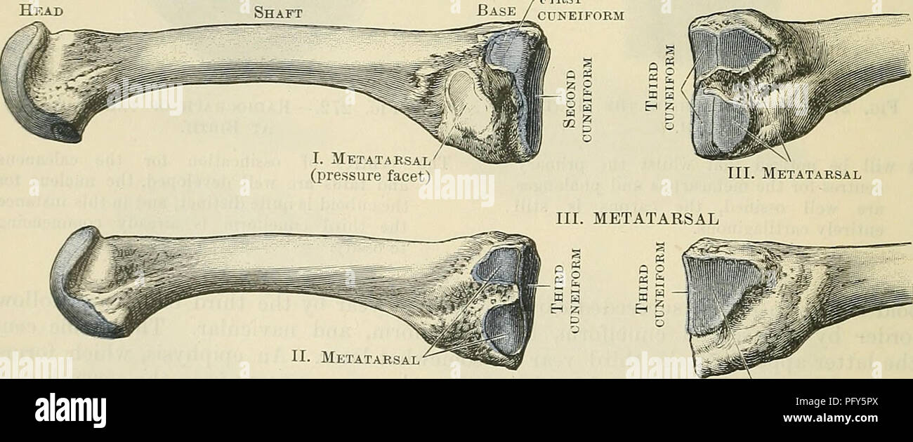 . Cunningham's Text-book of anatomy. Anatomy. Tuberosity Tibialis ...