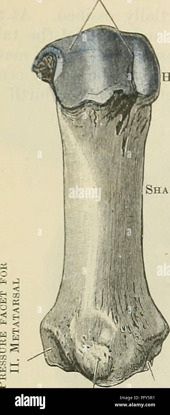 Sesamoid Bones High Resolution Stock Photography and Images - Alamy