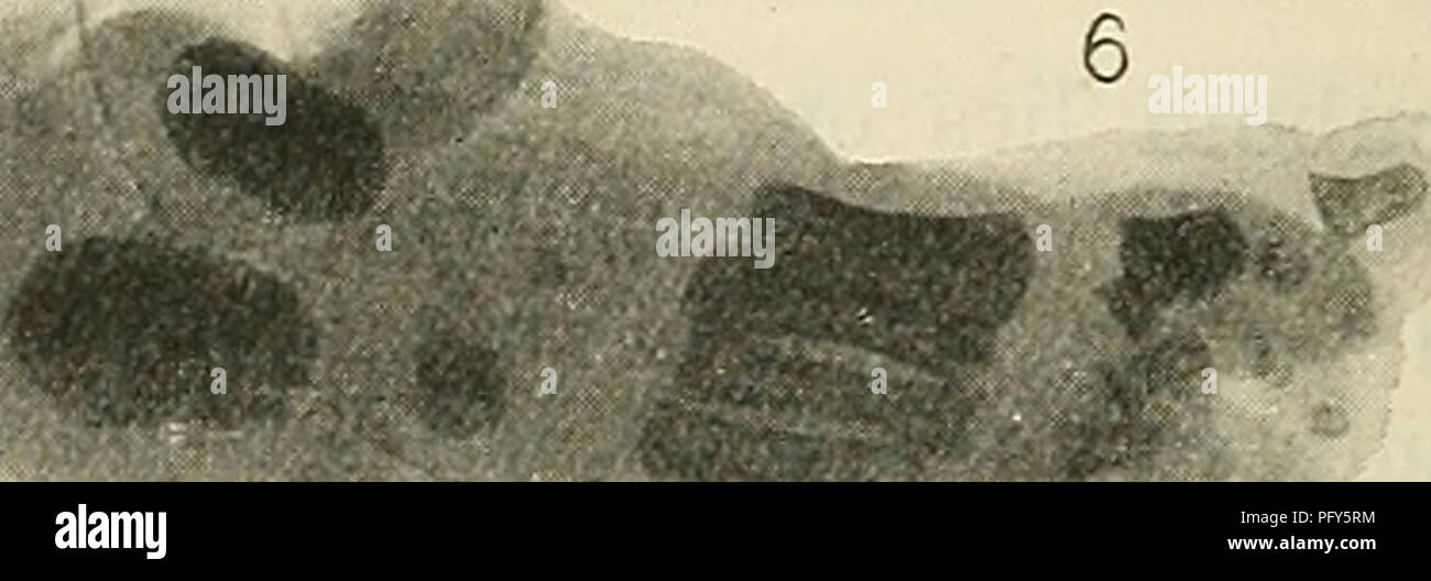 Cunningham's text on human anatomy includes detailed radiographs of the ...