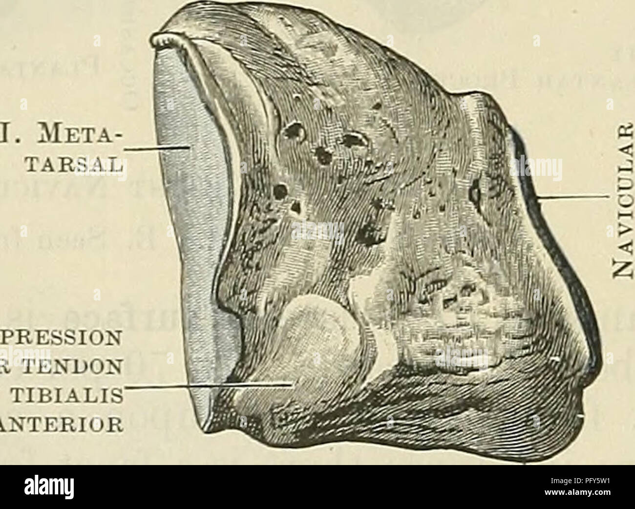 This anatomical illustration shows the distal surfaces of the three ...