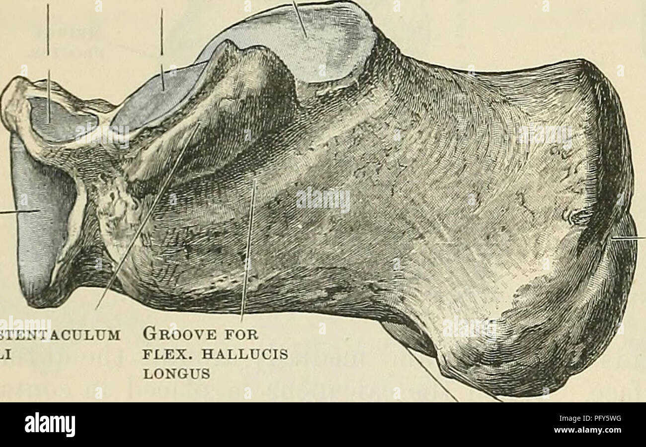 Trochlear notch hi-res stock photography and images - Alamy