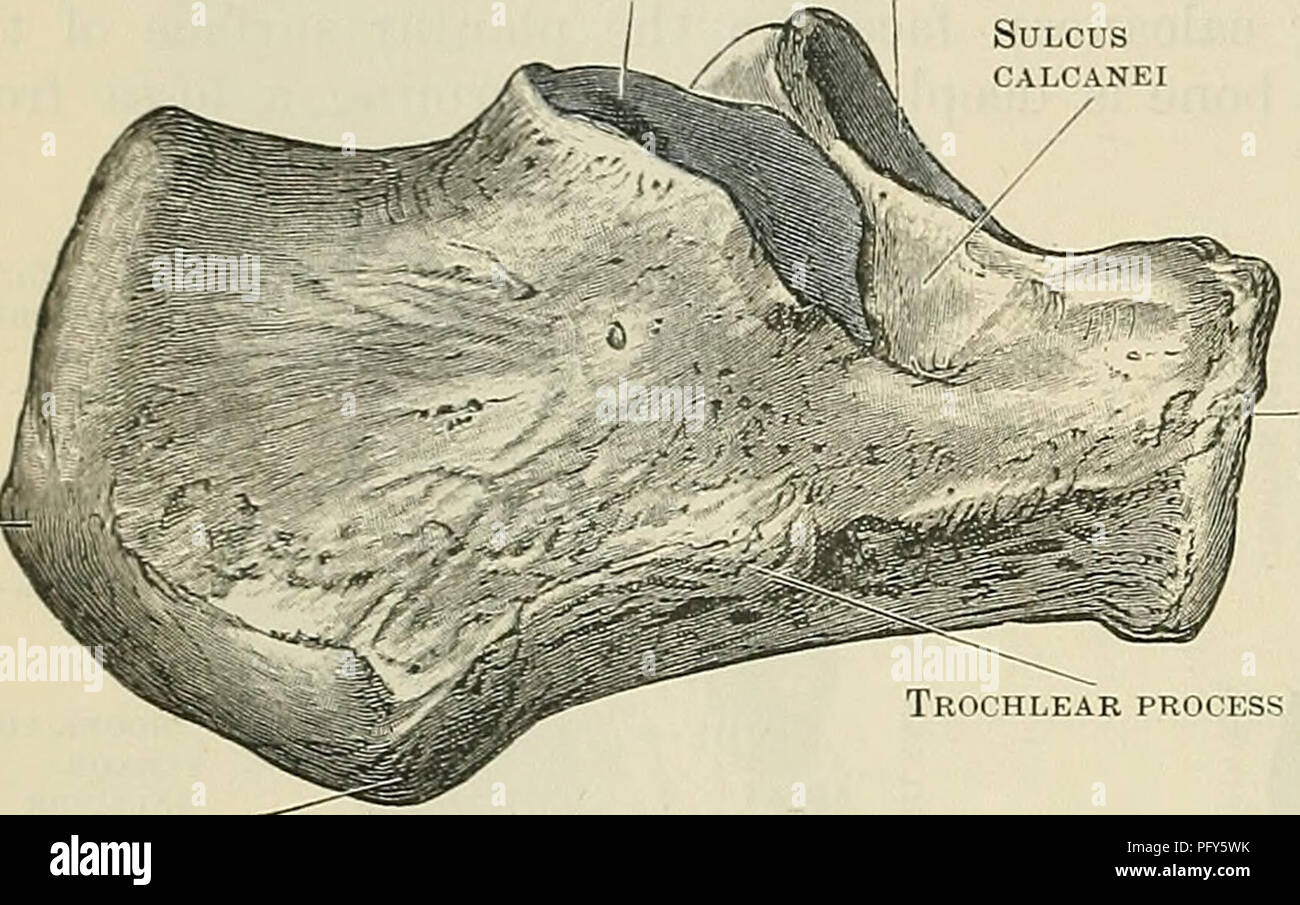 This anatomy textbook offers detailed descriptions of osteology ...