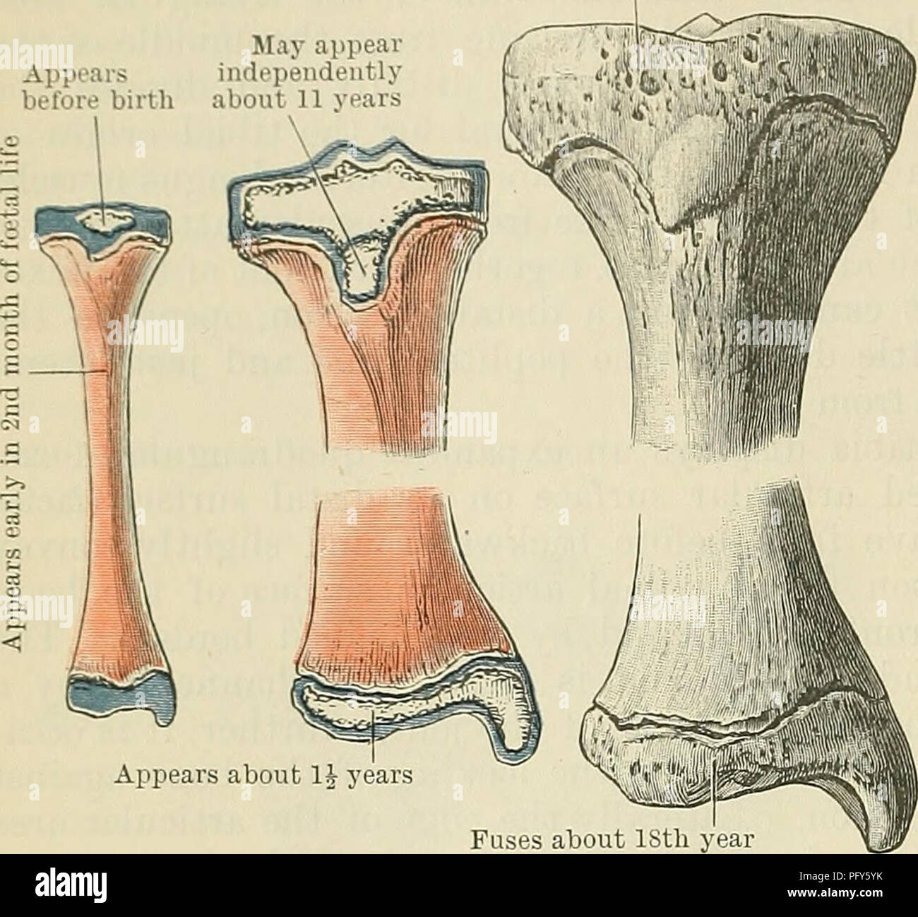 . Cunningham's Text-book of anatomy. Anatomy. 250 OSTEOLOGY. May appear ...