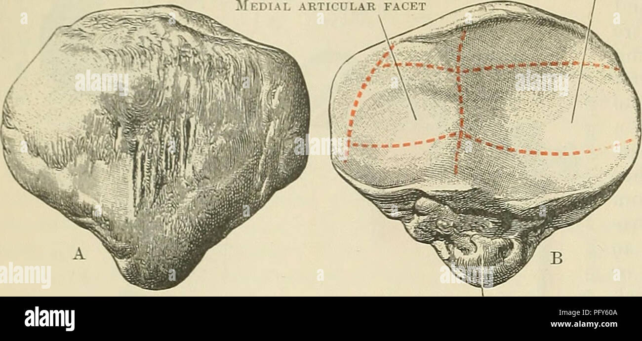 Medial femoral condyle hi-res stock photography and images - Alamy