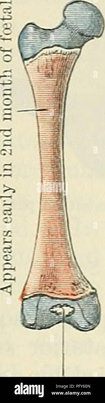 This textbook on anatomy includes detailed descriptions of human ...