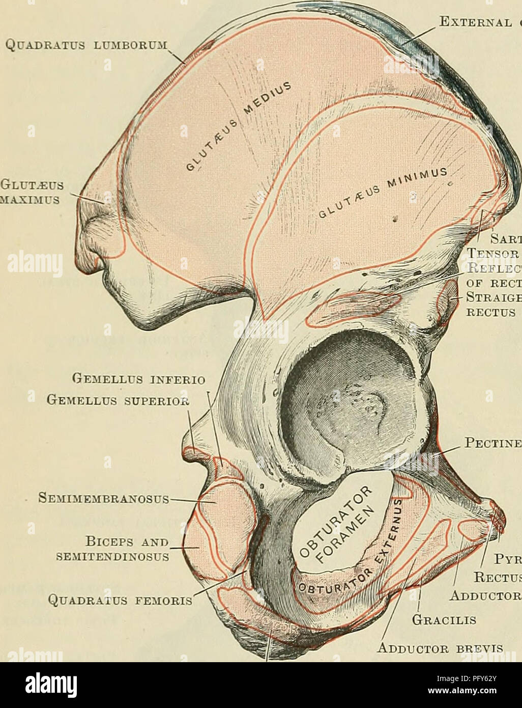 Gluteal Lines Of Ilium