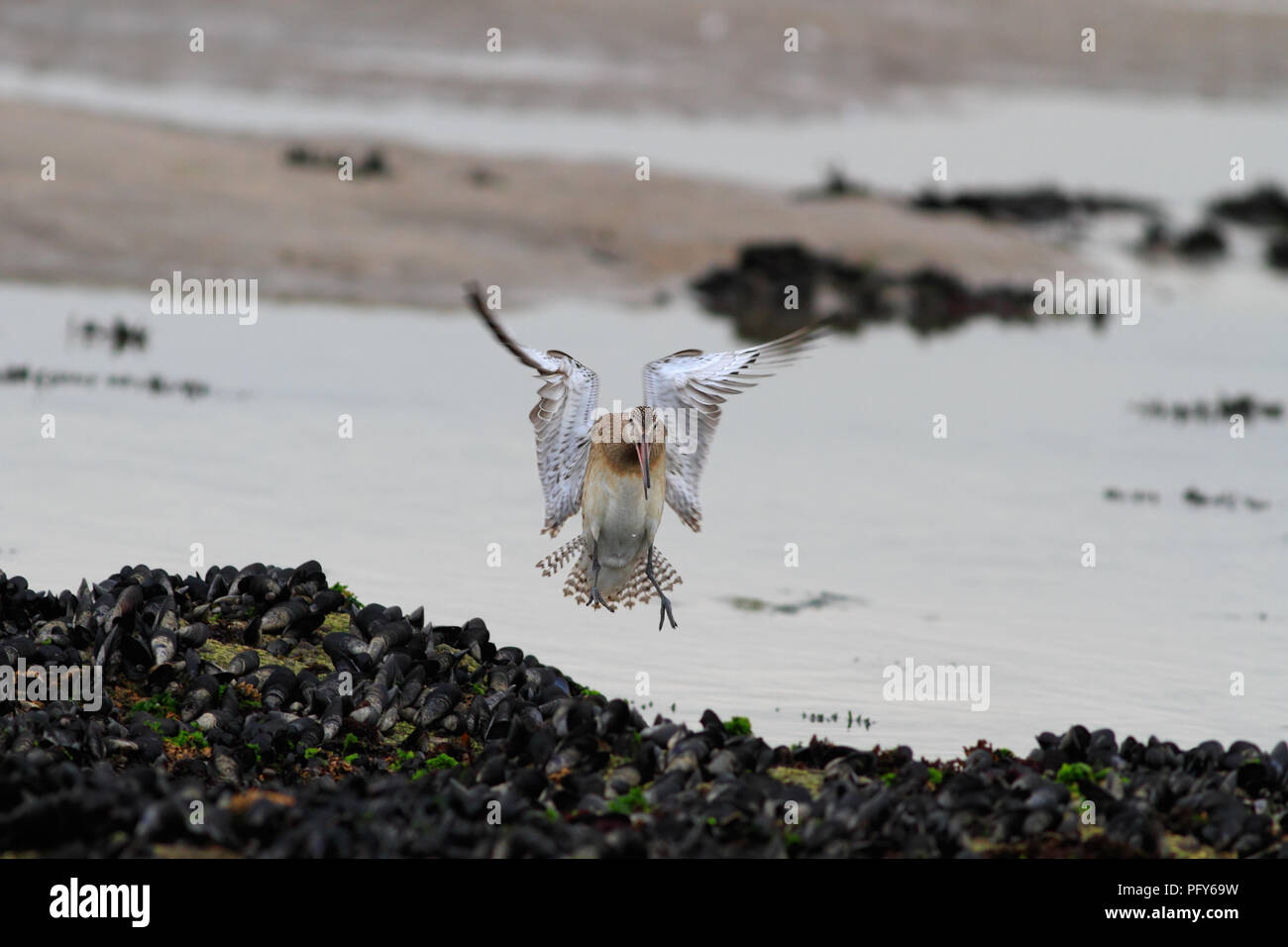 Sea bird flying - landing - in a seaside in the north of Portugal Stock ...