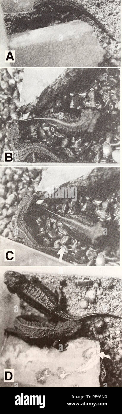 Swollen cloaca hi-res stock photography and images - Alamy