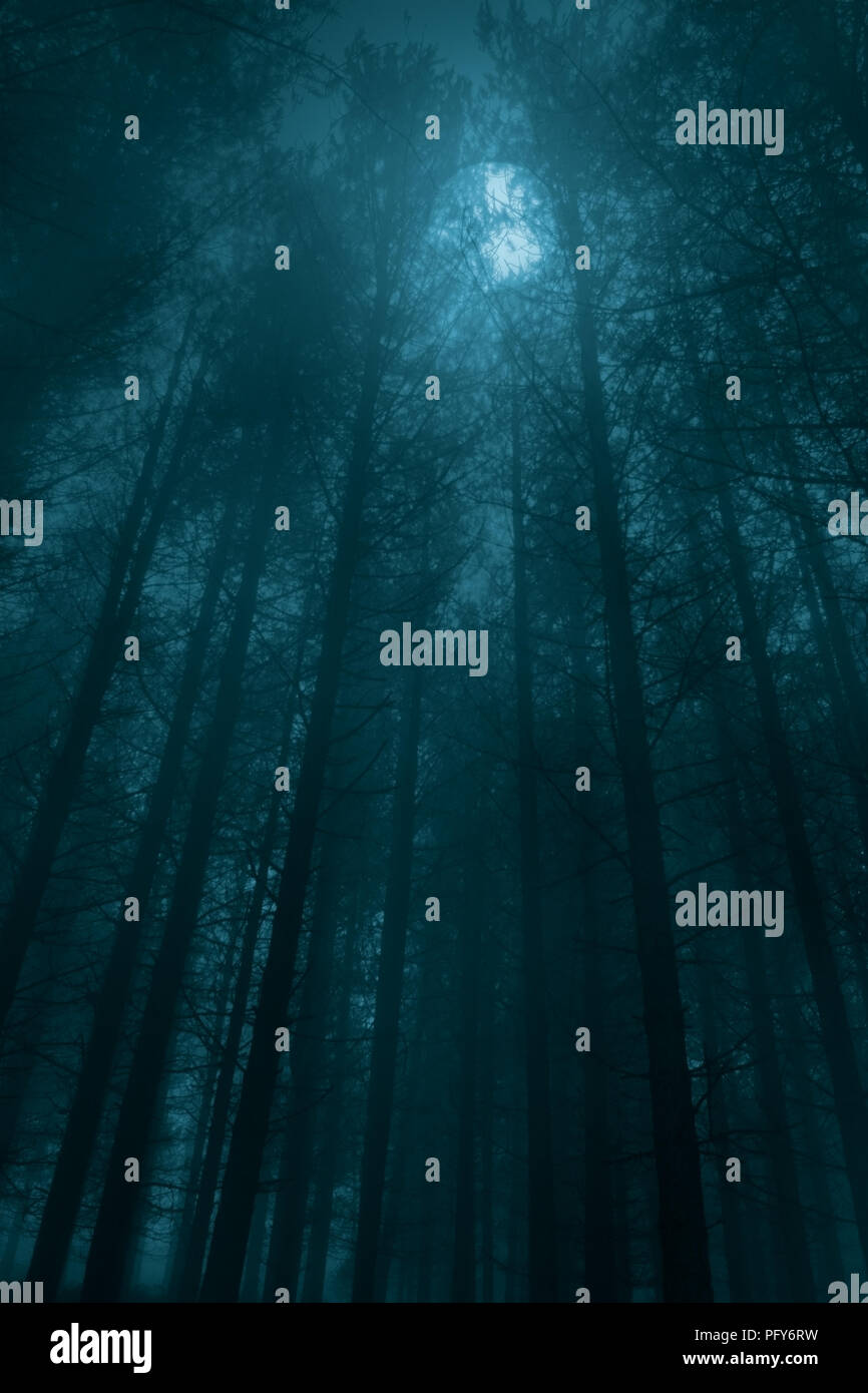 Foggy forest in a full moon night Stock Photo - Alamy