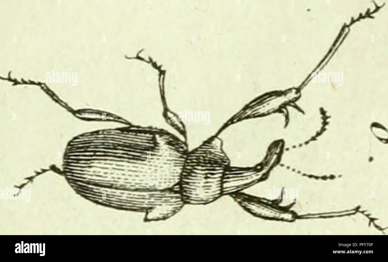 This collection of illustrations from entomologists Jakob Sturm, Georg ...