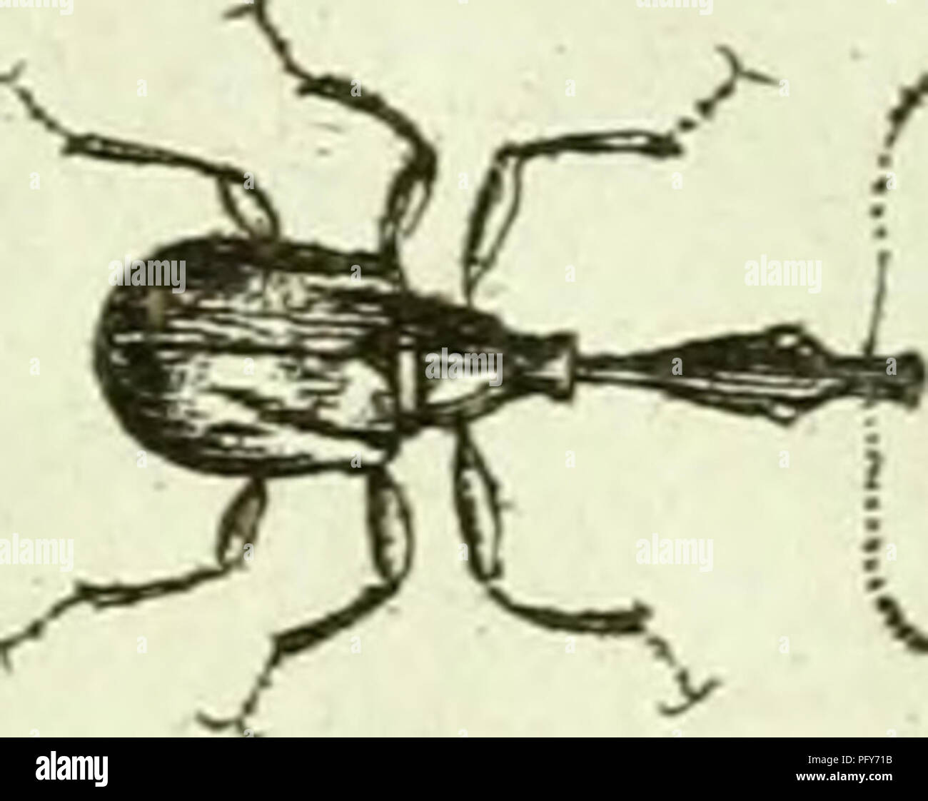 Illustration of Curculionidae beetles, a family of weevils, depicted in ...