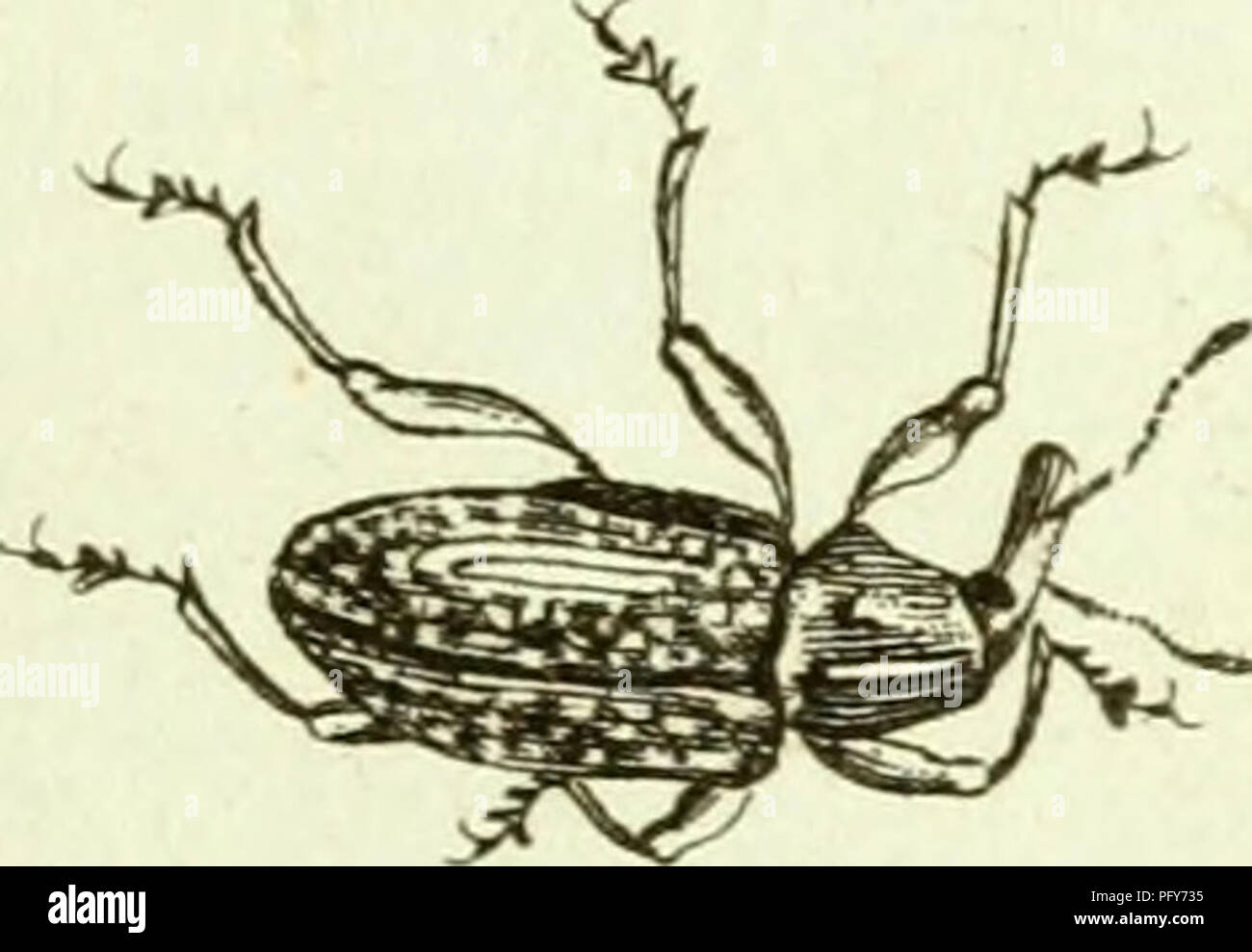 Illustrations of the Curculionidae family, a diverse group of beetles ...
