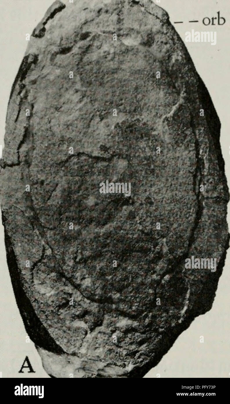 Dorsal ridge pattern hi-res stock photography and images - Alamy