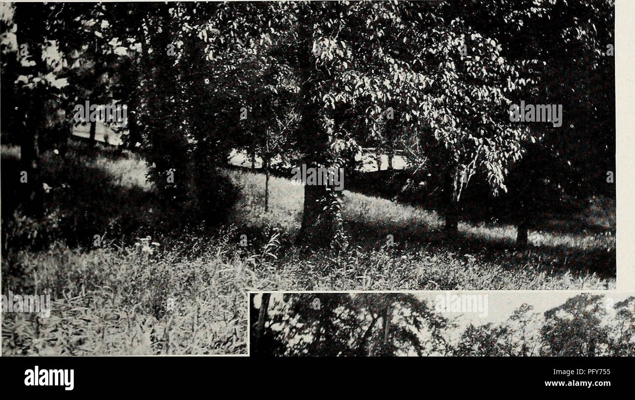 . Curios and relics. Plants. Lincoln, Abraham, 1809-1865; Thatcher ...